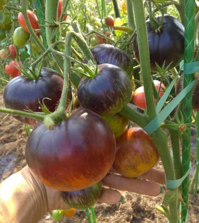 Моя коллекция томатов на сезон 2023г. Семена, готовые к продаже, часть ...