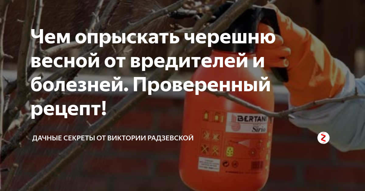Чем опрыскать черешню весной от вредителей и болезней. Проверенный ...