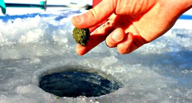 Окуня тоже можно прикармливать. Вот 3 рецепта прикормки на полосатого ...