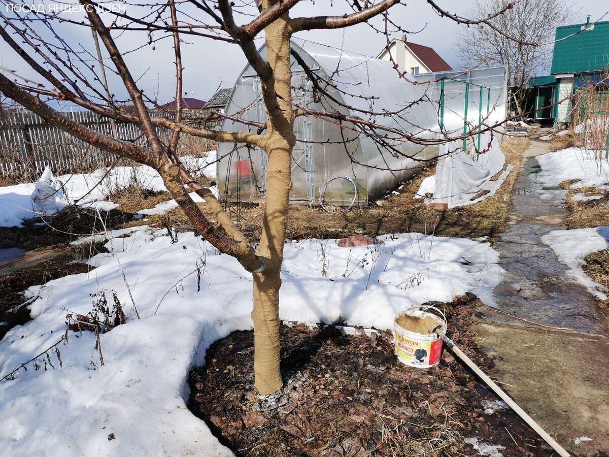 Старая дедовская болтушка всего из трёх компонентов защищает сад и от ...