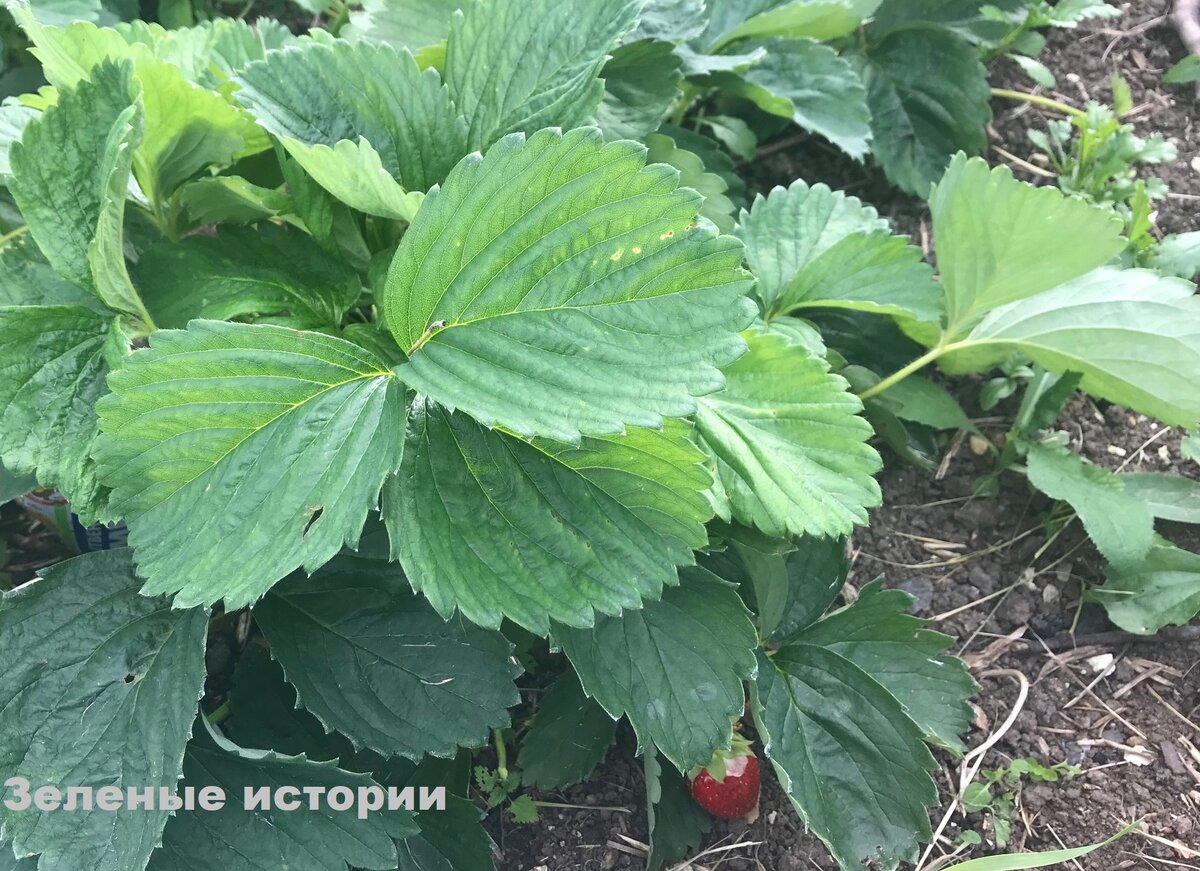 Мои принципы весенней подкормки клубники | Зелёные истории | Дзен