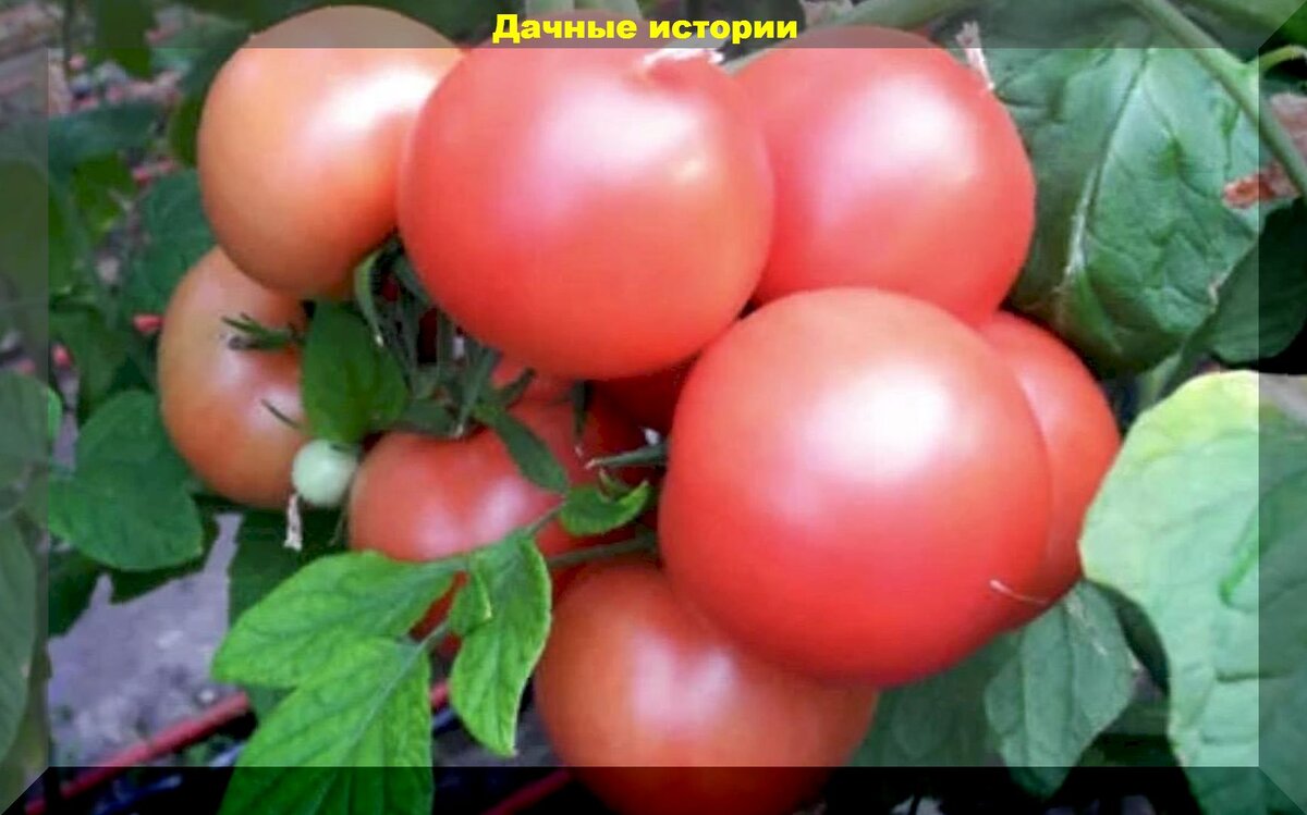 Когда сеять низкорослые томаты: сорта и гибриды которые можно посеять в ...