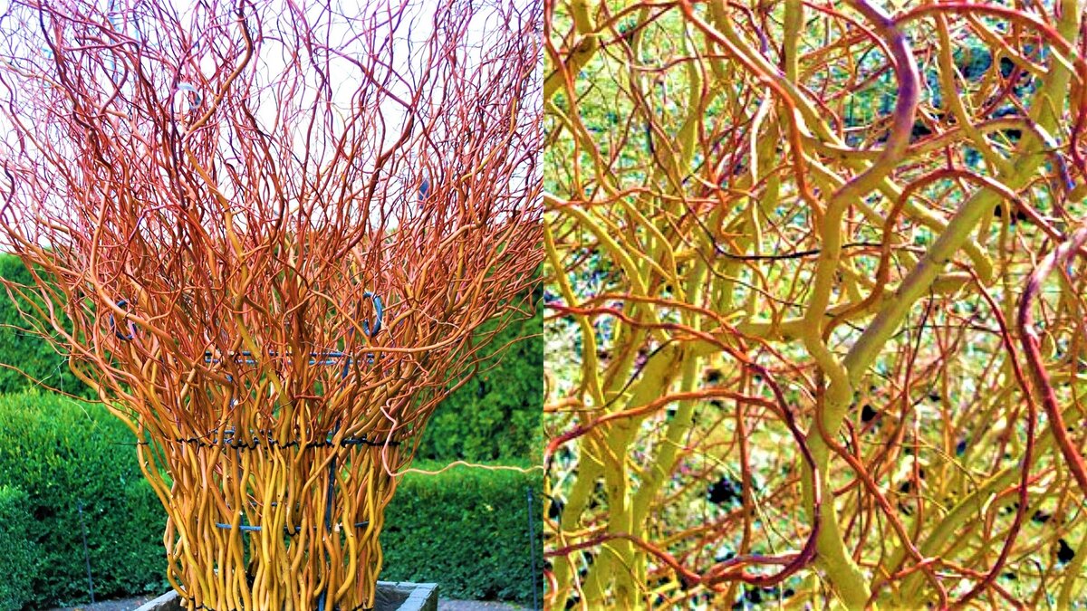 20 эффектных растений, которые украсят сад даже зимой! | GardenLife | Дзен
