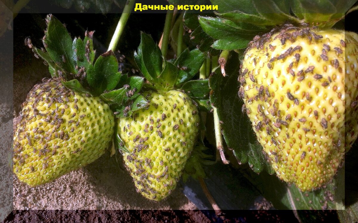 Три очень важных элемента ухода за клубникой во время цветения и начале ...