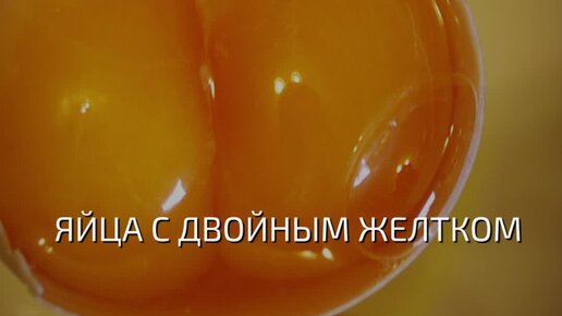Шоурама - фото, видео, новости, интересные факты | Яйца с двойным ...
