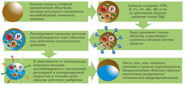 Несколько слов в защиту Осмокота | Сад Анны Гауэр | Дзен
