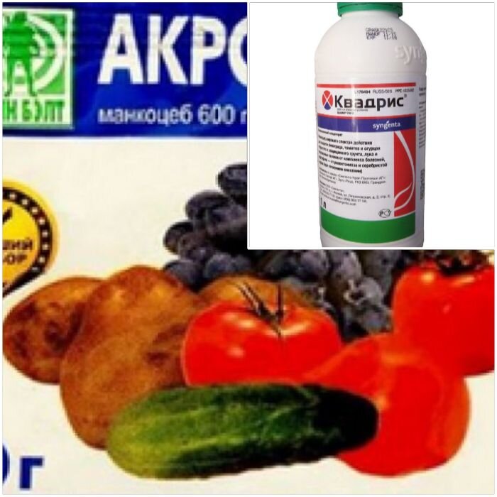 Чтобы дешево и эффективно.Чем можно заменить препарат Ридомил Голд для ...