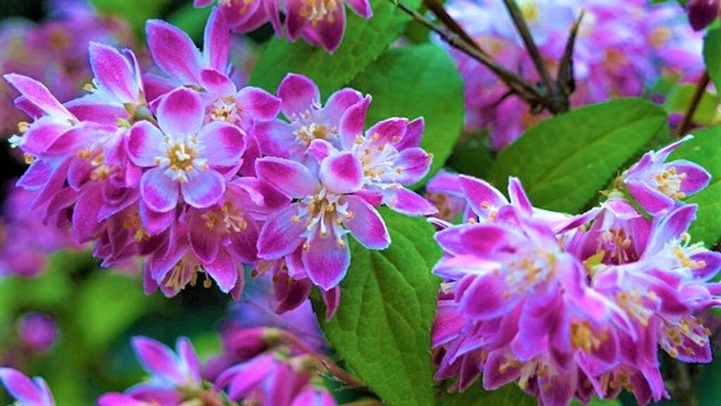 Неприхотливый кустарник с невероятно обильным цветением! | GardenLife ...