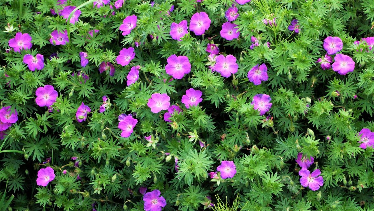 Красивые цветы, которые со временем вытеснят сорняки! | GardenLife | Дзен