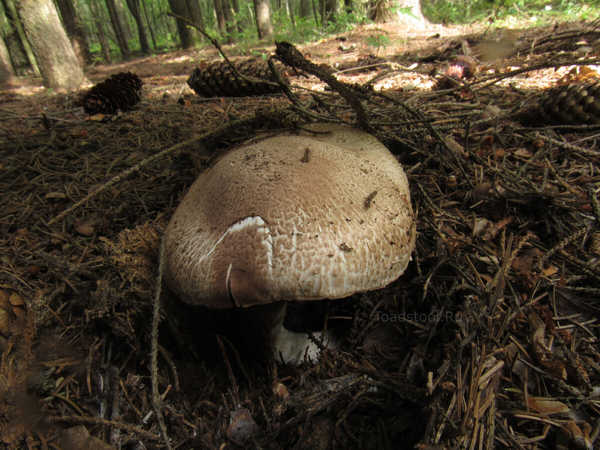 Сентябрь в Засеках: спешите слушать тишину! | Это грибы! | Дзен