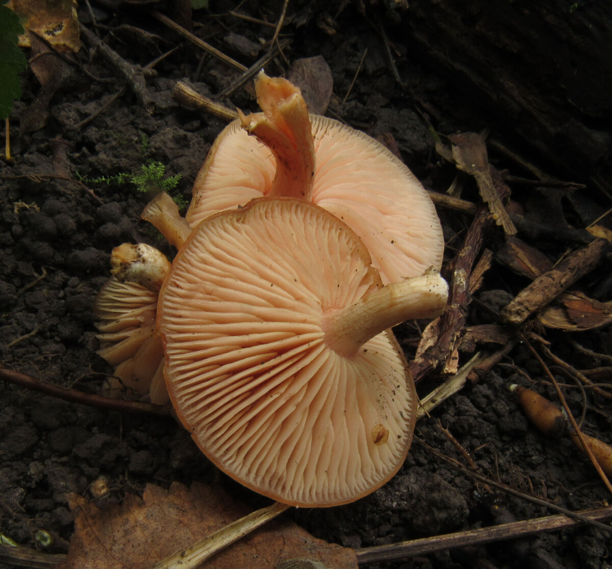 Сентябрь в Засеках: спешите слушать тишину! | Это грибы! | Дзен