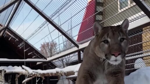 London-big-cat | Лондон в деле 🔥 | Дзен