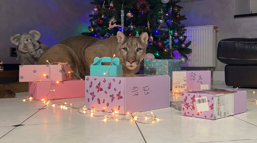 Пума Лондон распаковывает новогодние подарки | London-big-cat | Дзен
