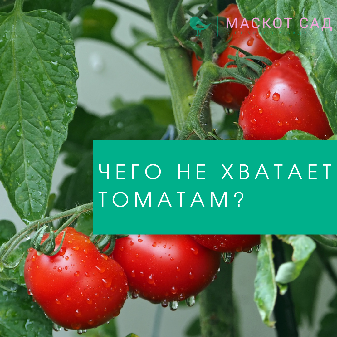 Чего не хватает томатам Определяем по листьям Маскот Сад Интересно