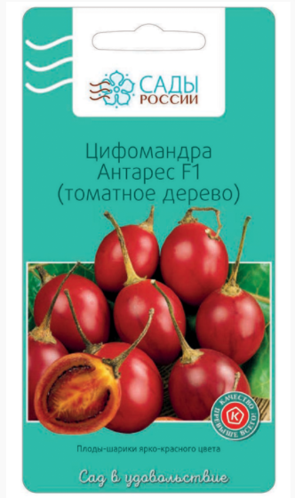 Тамарилло из рода Цифомандра: вкус, вид, как вырастить | уДачный выбор ...