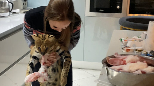 London-big-cat | Сервал Вегас ворует еду у пумы! в большой семье, как ...