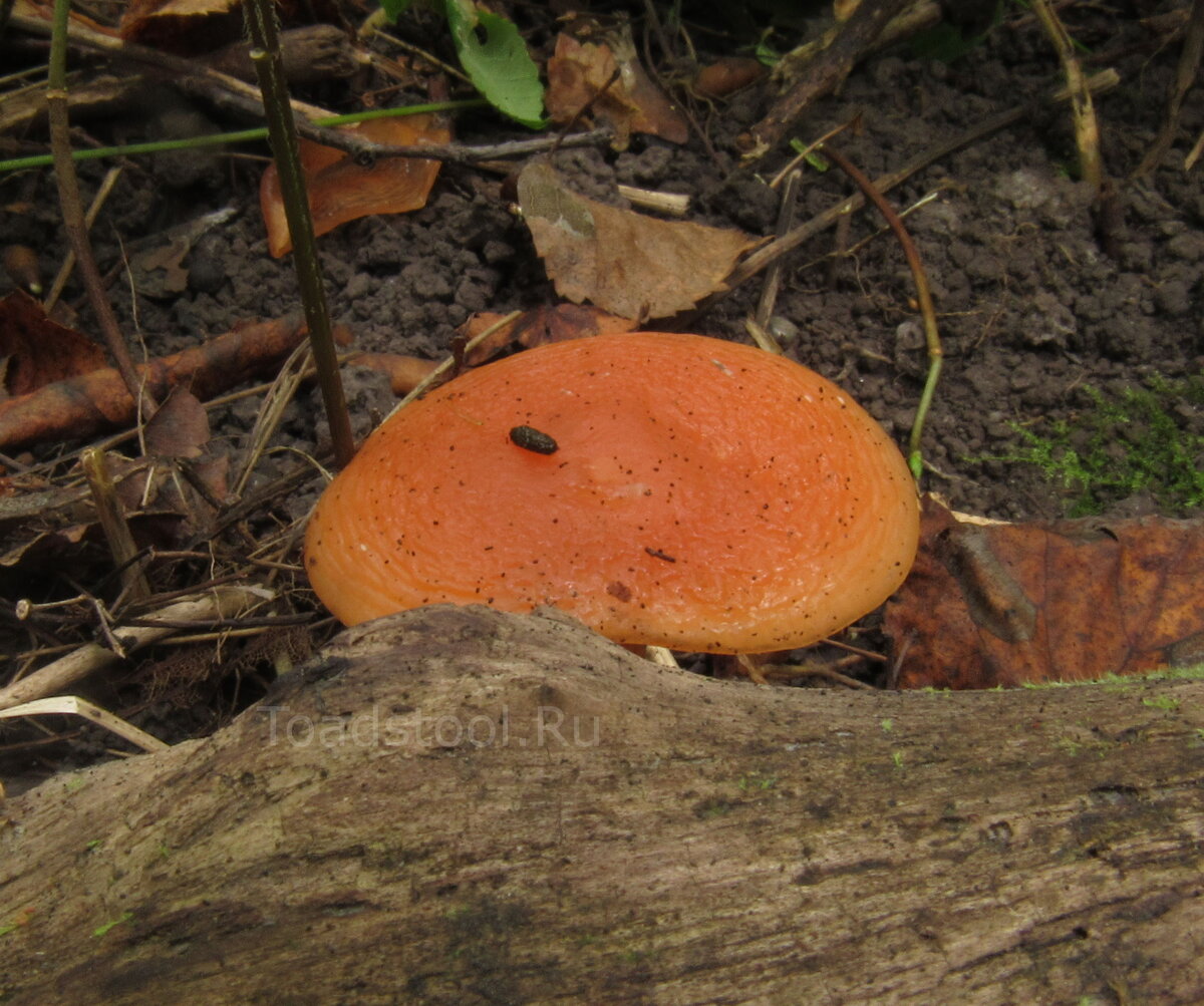 Сентябрь в Засеках: спешите слушать тишину! | Это грибы! | Дзен