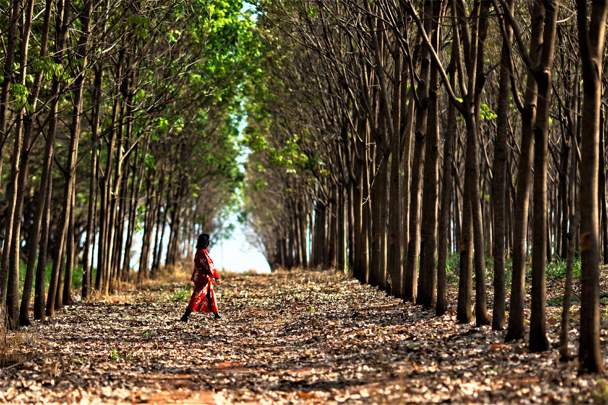 Каучук - белое золото | Природа, путешествия и мы | Дзен