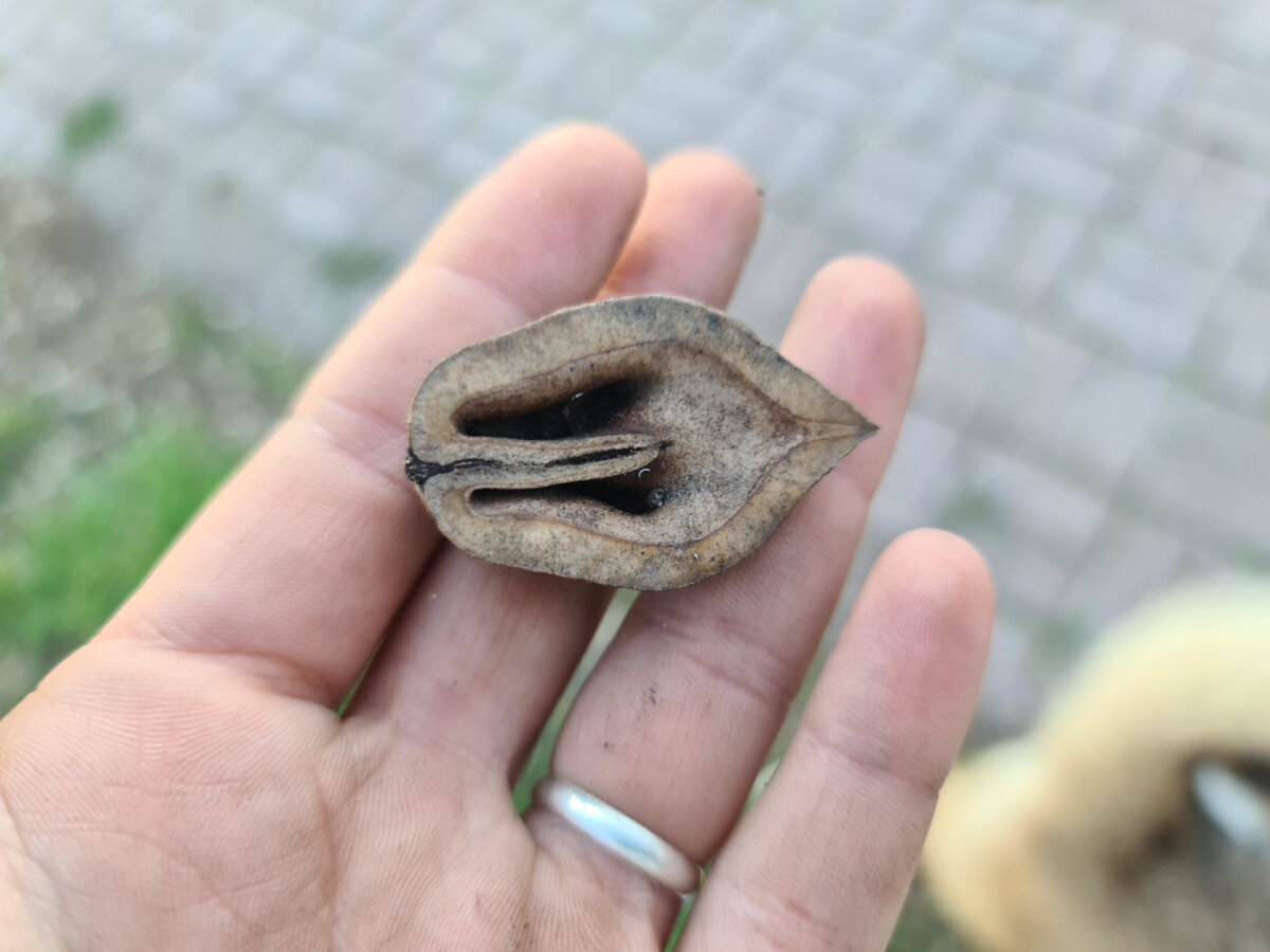 Споткнулась в парке о крупный орех, похожий на грецкий. Узнала, откуда ...