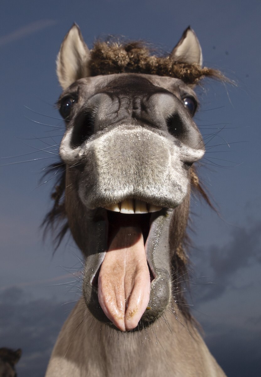 16 смешных фото животных, которые поднимут вам настроение за минуту ...