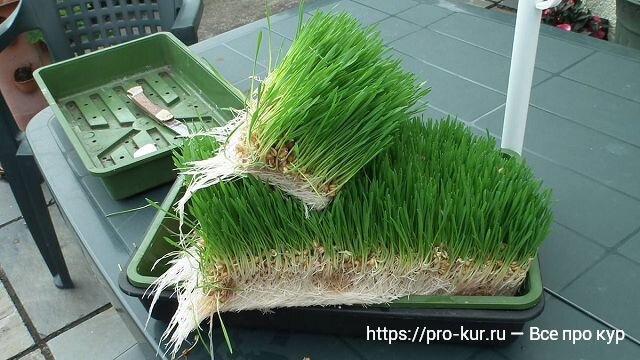 Каким зерном лучше кормить кур несушек (часть 2) – рацион зерносмеси в ...