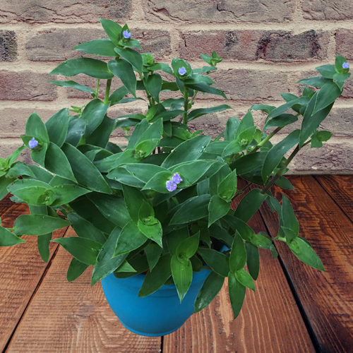 Виды и сорта традесканций | Моими глазами | Дзен