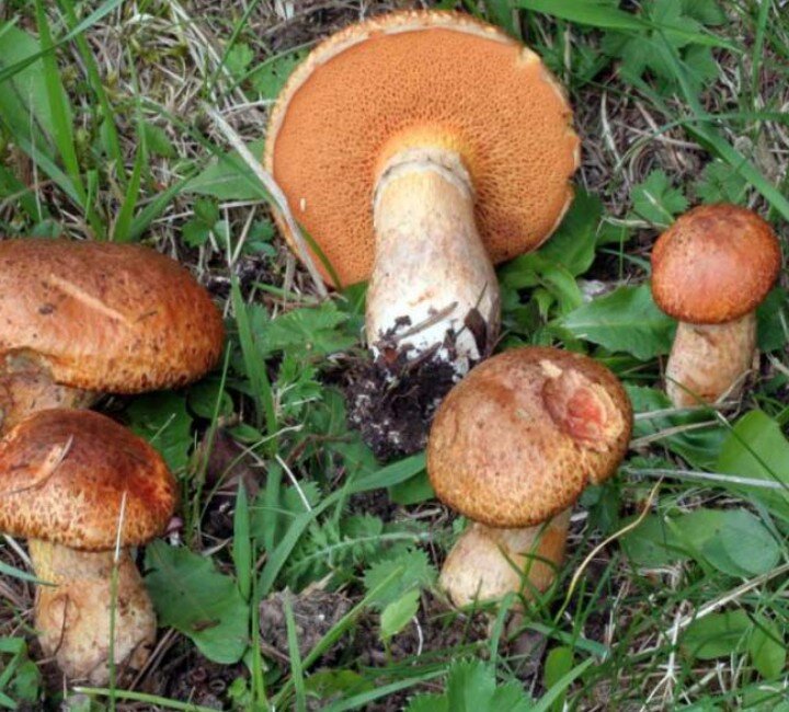 Какие бывают маслята | Грибы: собираем, готовим, едим | Дзен