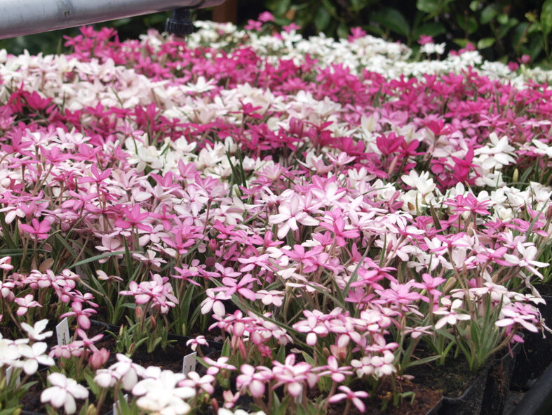 Красивоцветущий многолетник | ЗЕЛЕНЫЙ МИР С ЕЛЕНОЙ | Дзен