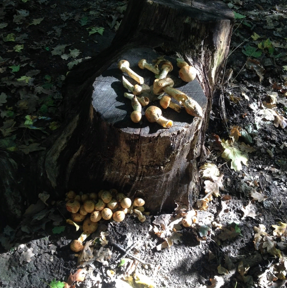 Гимнопил Юноны - бесполезная красота | Книга Грибов | Дзен