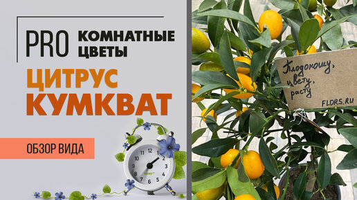 Цитрус Кумкват - обзор сорта | Комнатное растение из южной Италии ...