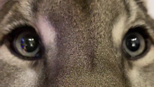 London-big-cat | пума Лондон прикидывается милым плюшевым котом 🥰 | Дзен