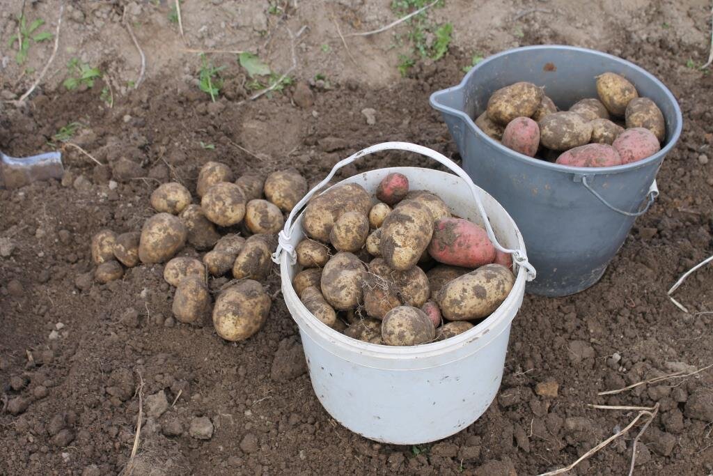 Почему картошка «потрескалась, полопалась» и 3 проблемы выращивания ...