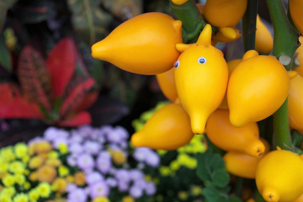 "Лисья морда" - растение, которое впервые увидела в Японии | Япония ...