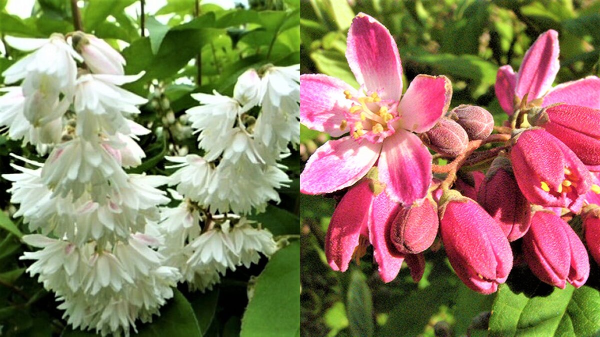 Неприхотливый кустарник с невероятно обильным цветением! | GardenLife ...