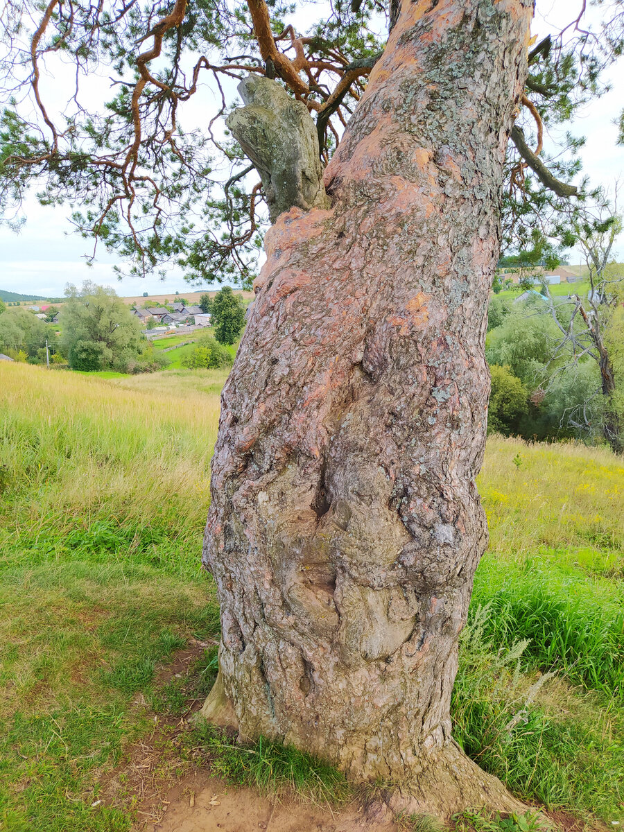 ЭТОЙ СОСНЕ БОЛЬШЕ 360 ЛЕТ. ПОЧЕМУ ОНА СТОИТ ОДНА НА ХОЛМЕ? | Заметки ...