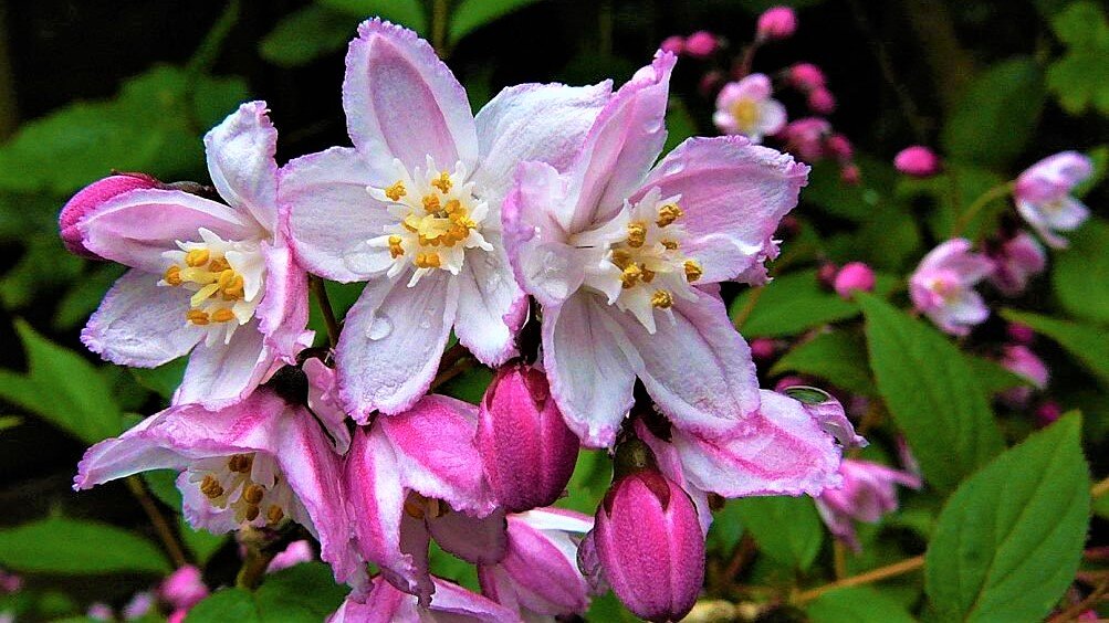 Неприхотливый кустарник с невероятно обильным цветением! | GardenLife ...