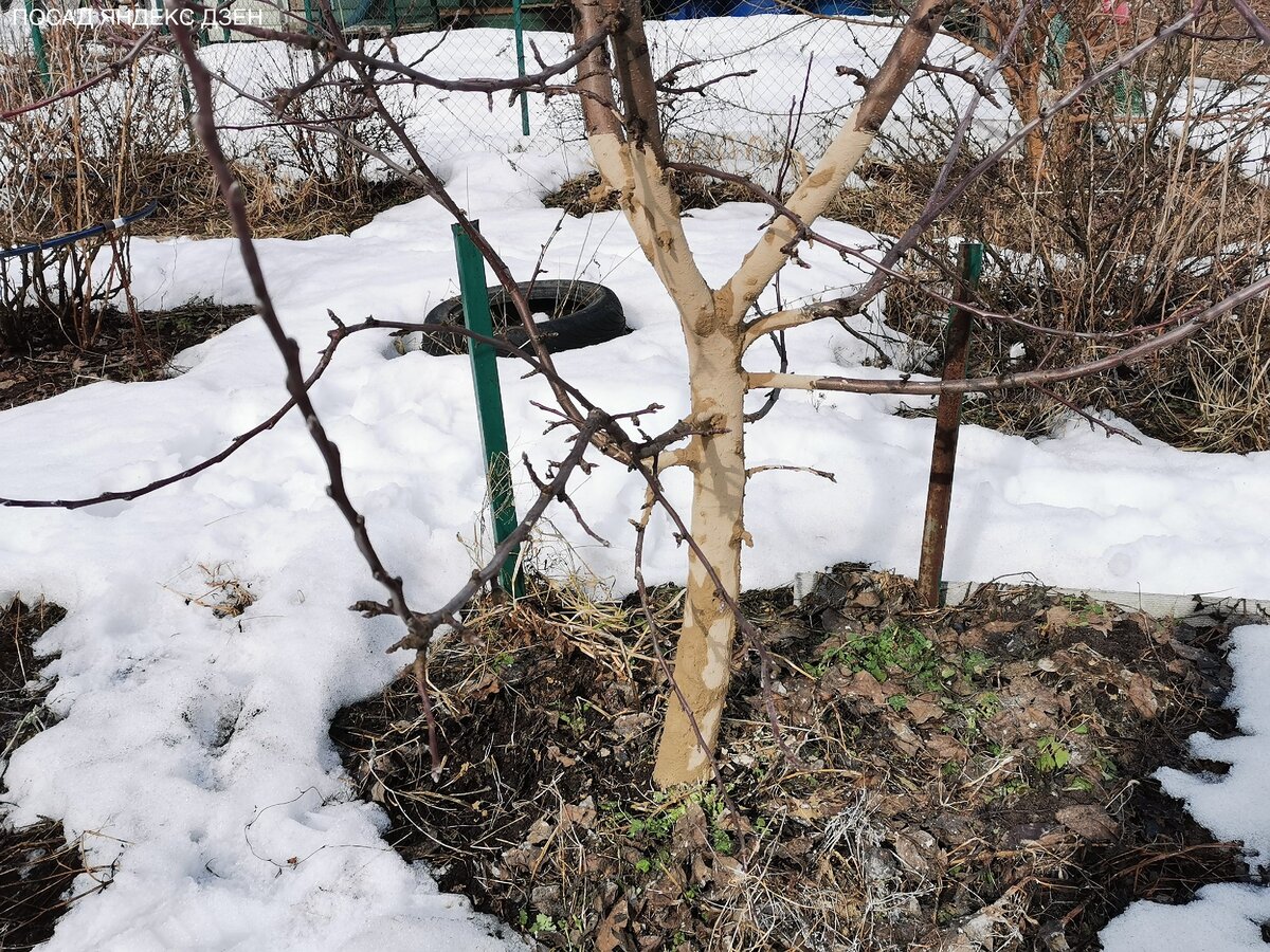 Старая дедовская болтушка всего из трёх компонентов защищает сад и от ...