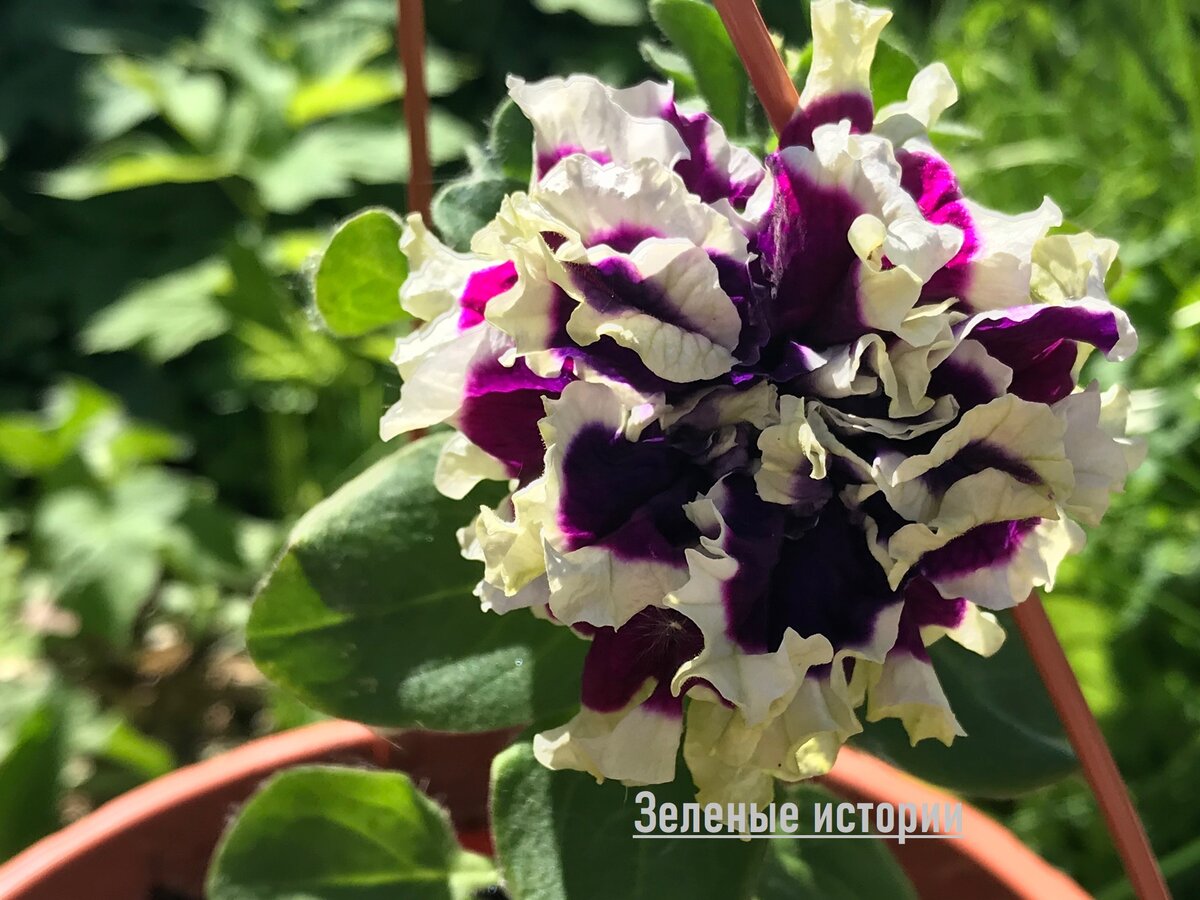 Всего одна ошибка при посеве и всходов петунии можно не дождаться - что ...