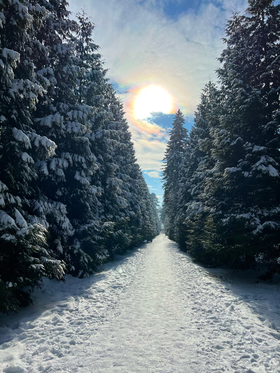 Дендрарий парк. Владикавказ | TydaEda | Дзен