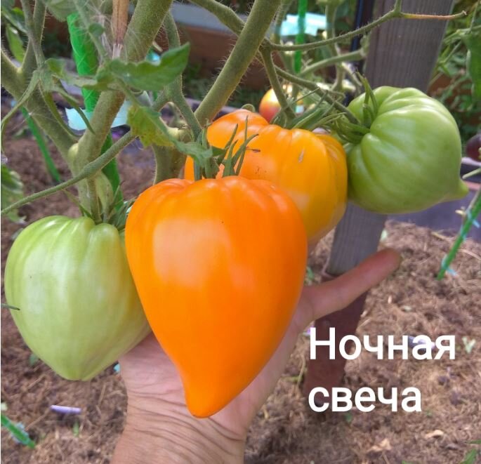 Моя коллекция томатов на сезон 2023г. Семена, готовые к продаже, часть ...