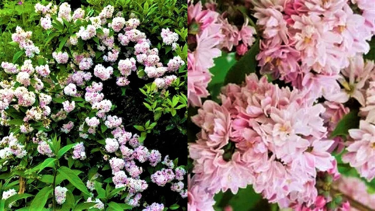 Неприхотливый кустарник с невероятно обильным цветением! | GardenLife ...