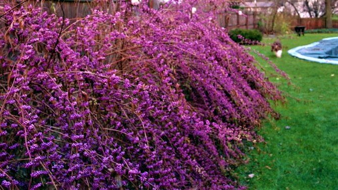 Эффектный кустарник красивый даже зимой Gardenlife Дзен