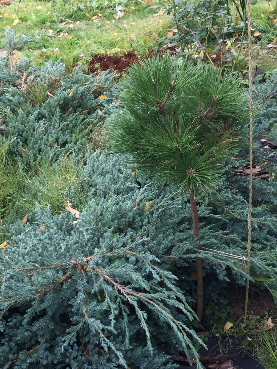 Хвойные для небольших ландшафтных композиций | Зазноба - хвойный ...
