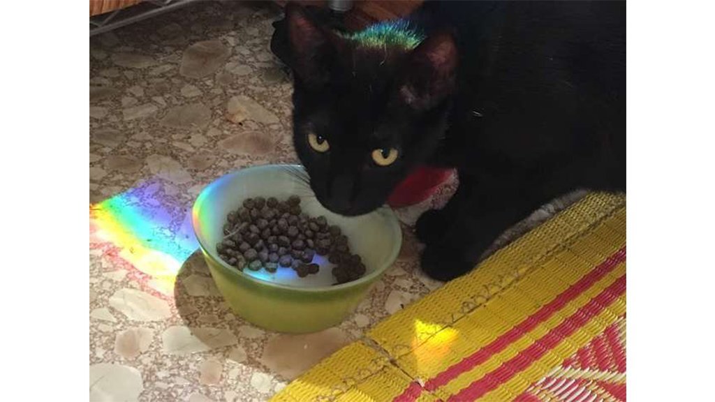 Бездомная кошка пришла в гости к коту и родила Питомцы Дзен