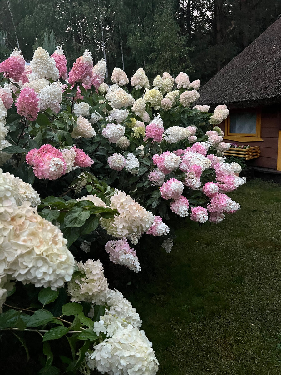 Гортензии большие и маленькие | Гортензии, хвойные, 🌷любимый сад | Дзен