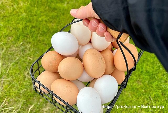 Яйца кур для инкубации ч 1 как выбирать и проверять 🥚🥚🥚 Курочка Дзен
