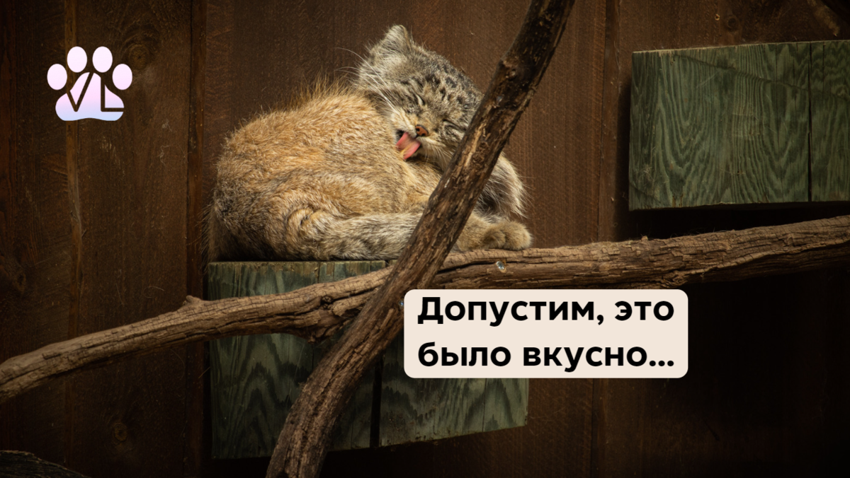 Ветеринарный анализ корма для кошек "ТерриториЯ" / Почему не беру ...