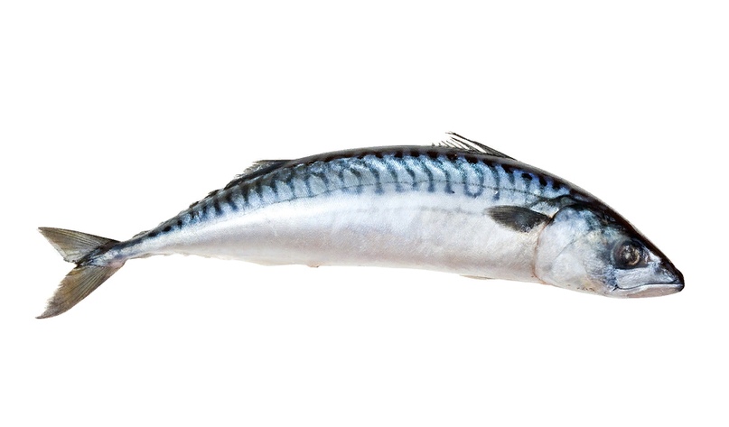 Рыба скумбрия