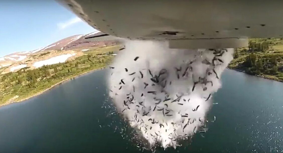 Для чего в США самолетами сбрасывают живую рыбу в водоёмы и почему она ...