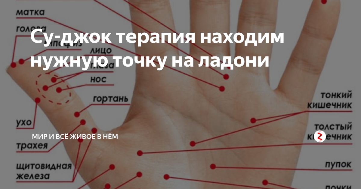 Су джок картинки с точками